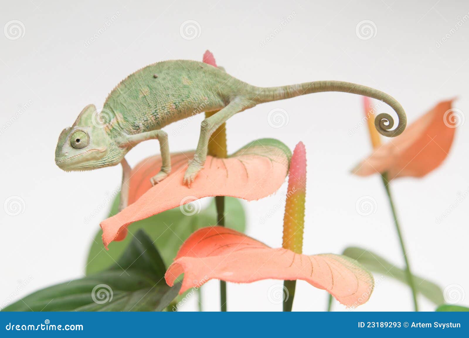 Chameleon baby stock image. Image of infant, green, white - 23189293