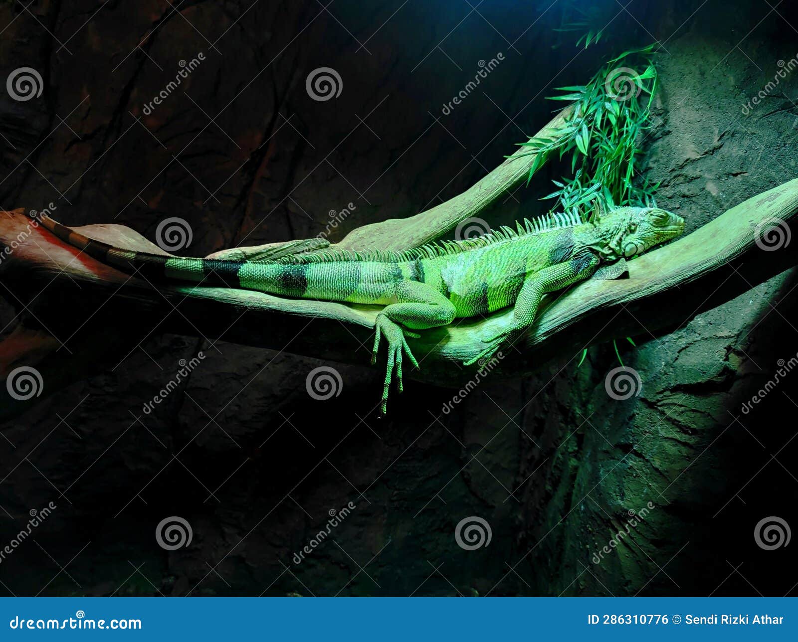 Chameleon beast stock photo. Image of reptile, turtle - 286310776