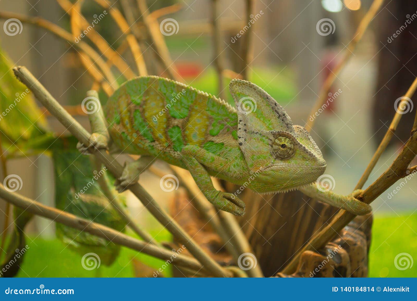 Chameleon among the Branches Stock Photo - Image of crawling, exotic ...