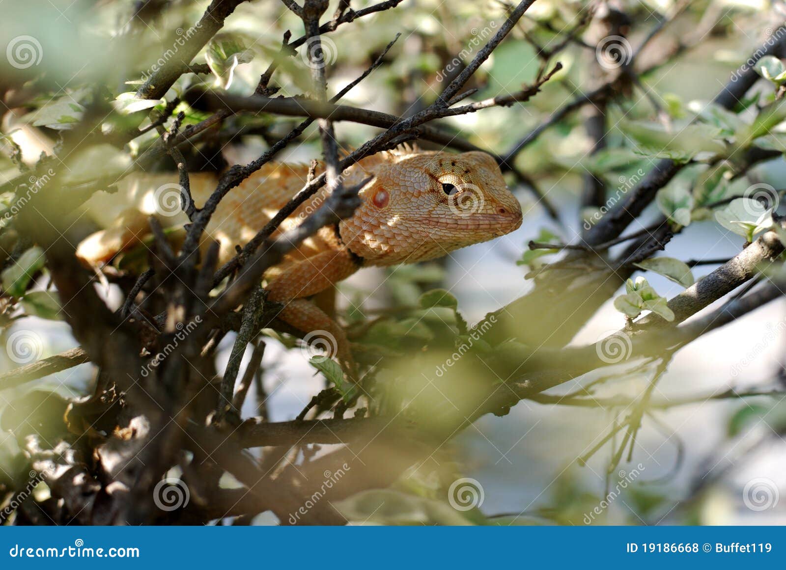 The chameleon in the bush stock photo. Image of catch - 19186668