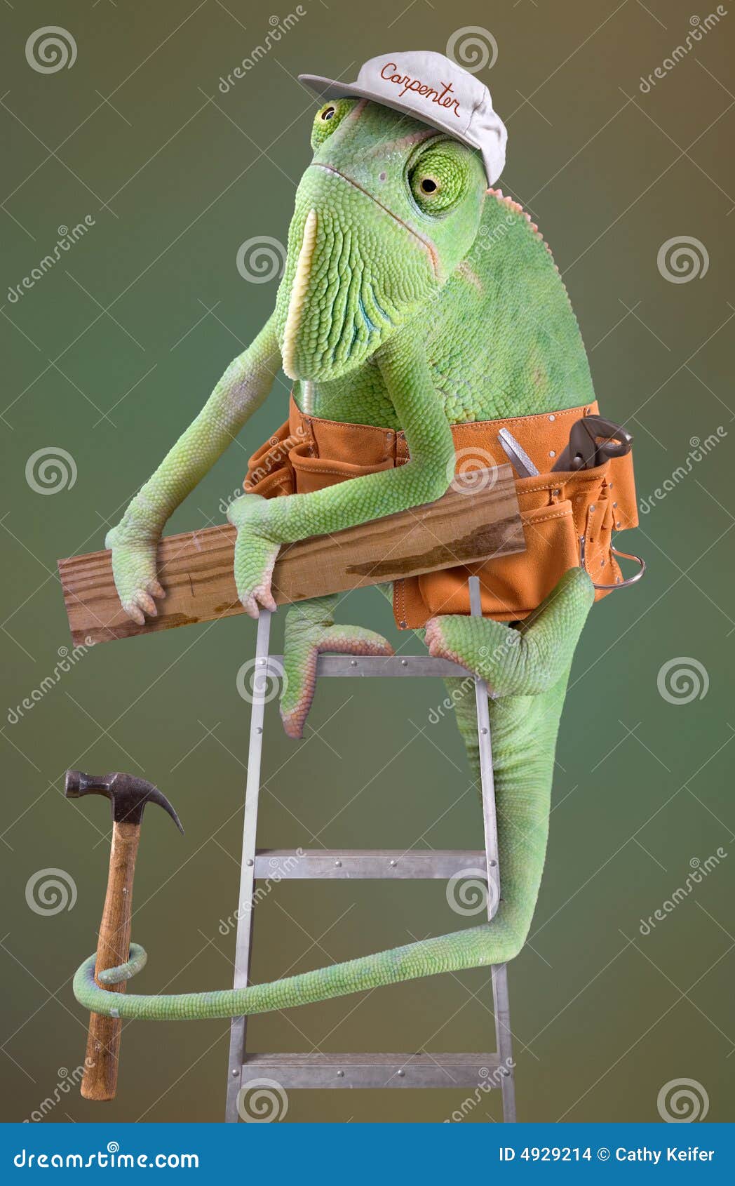 Chameleon Carpenter stock photo. Image of creature, eyes - 4929214