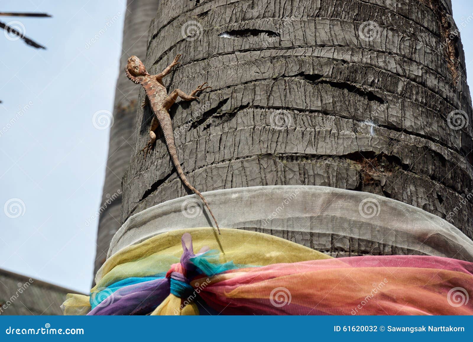 How To Catch The Sap Of Coconut Tree. Stock Image | CartoonDealer.com ...