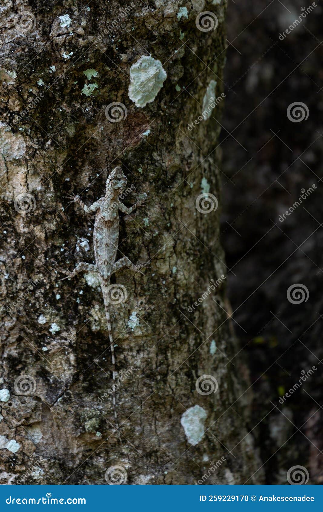 The Chameleon Changes Its Color Like a Tree Stock Photo - Image of tree ...