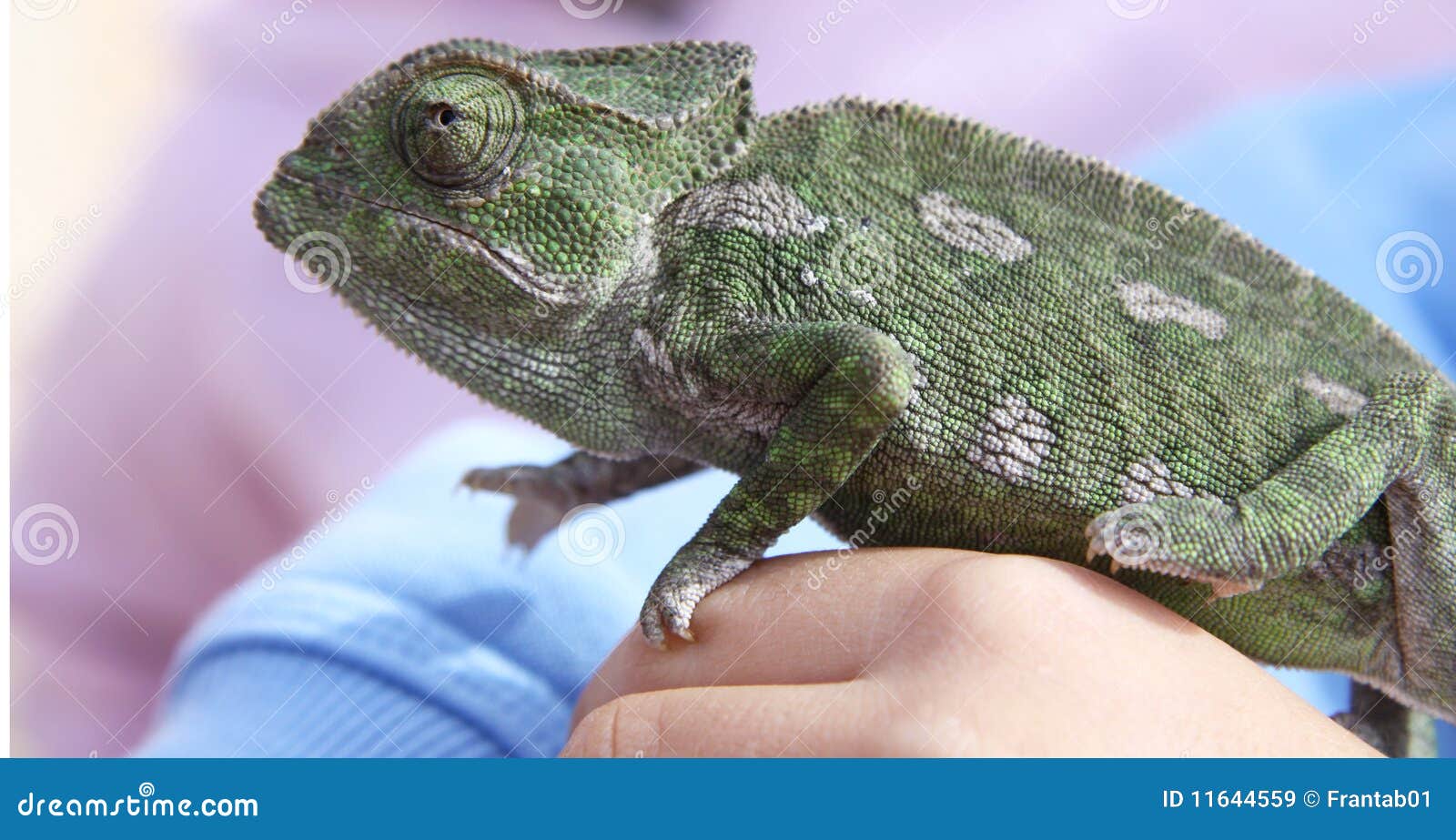 Chameleon on child s hand stock image. Image of life - 11644559