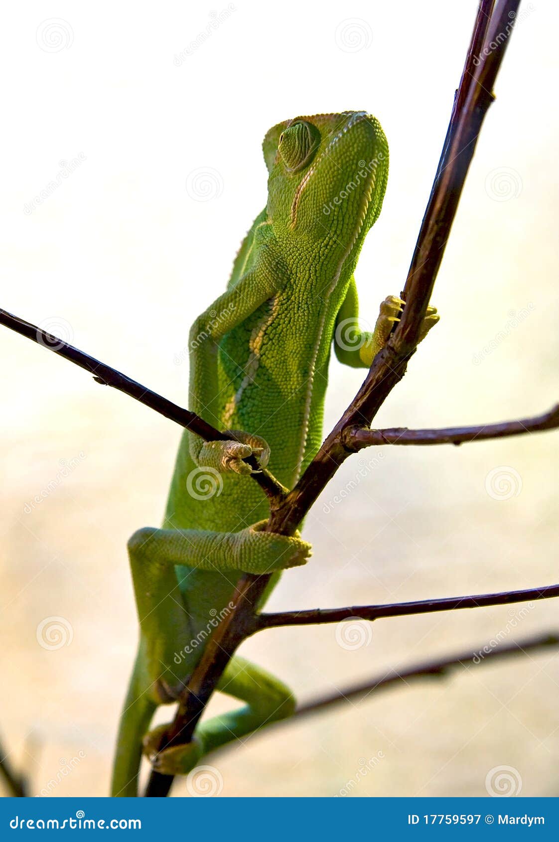 Chameleon clambers up stock image. Image of claws, skin - 17759597