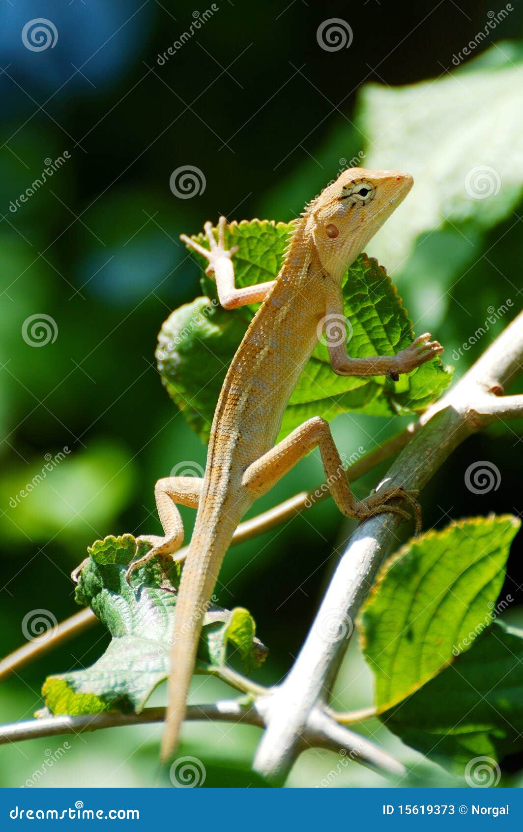 Chameleon climb trees stock image. Image of tree, creep - 15619373