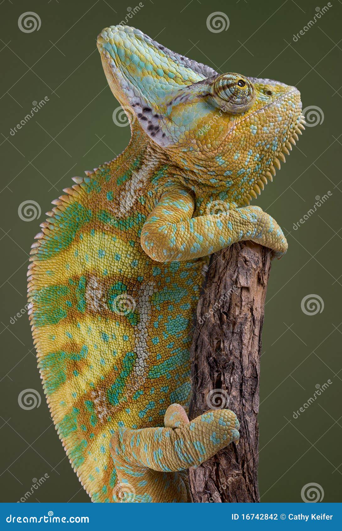 Chameleon climbing stock photo. Image of vertical, scales - 16742842
