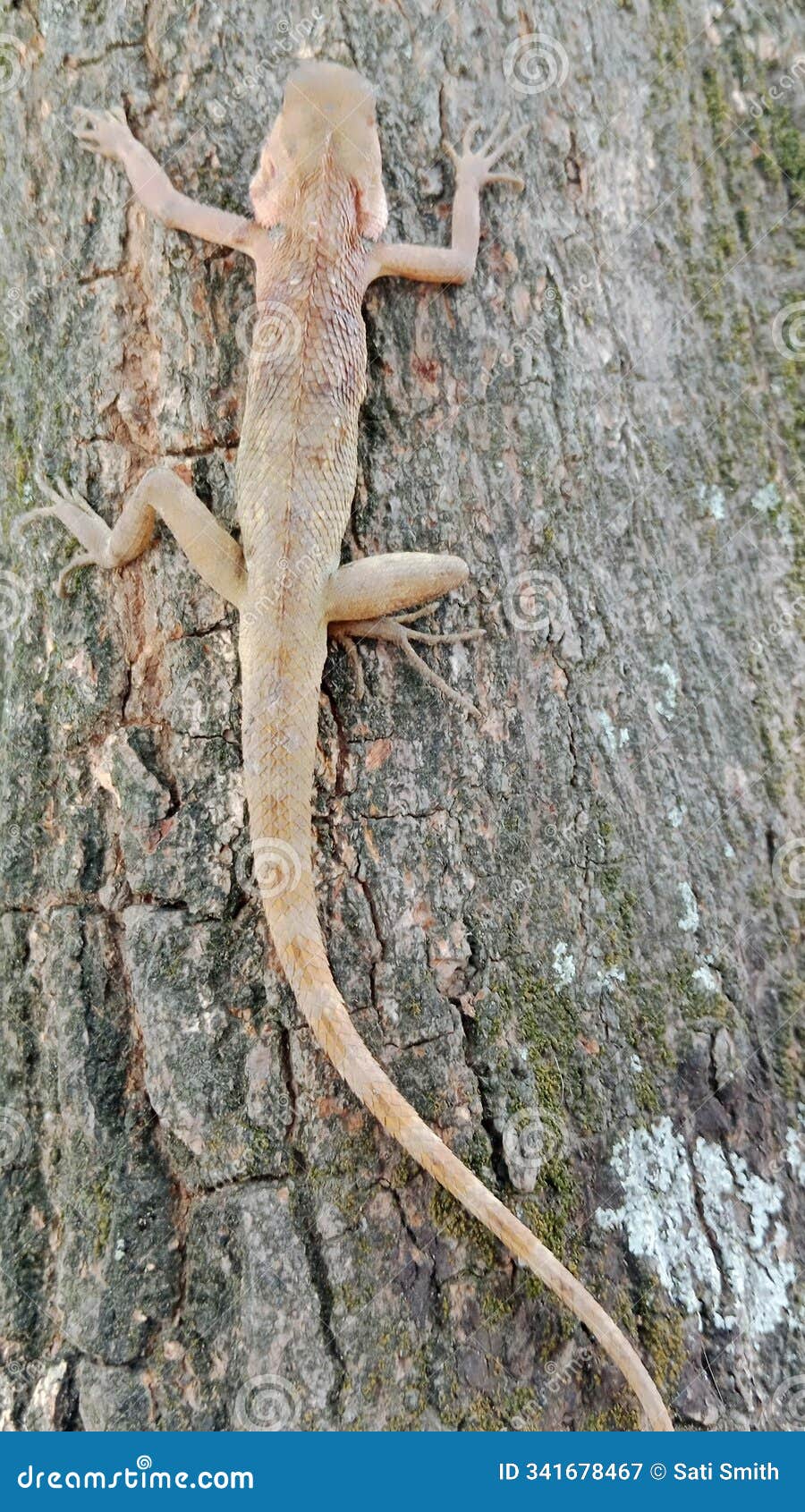 Chameleon. Climbing on a Big Tree ,, Background Tree Stock Image ...