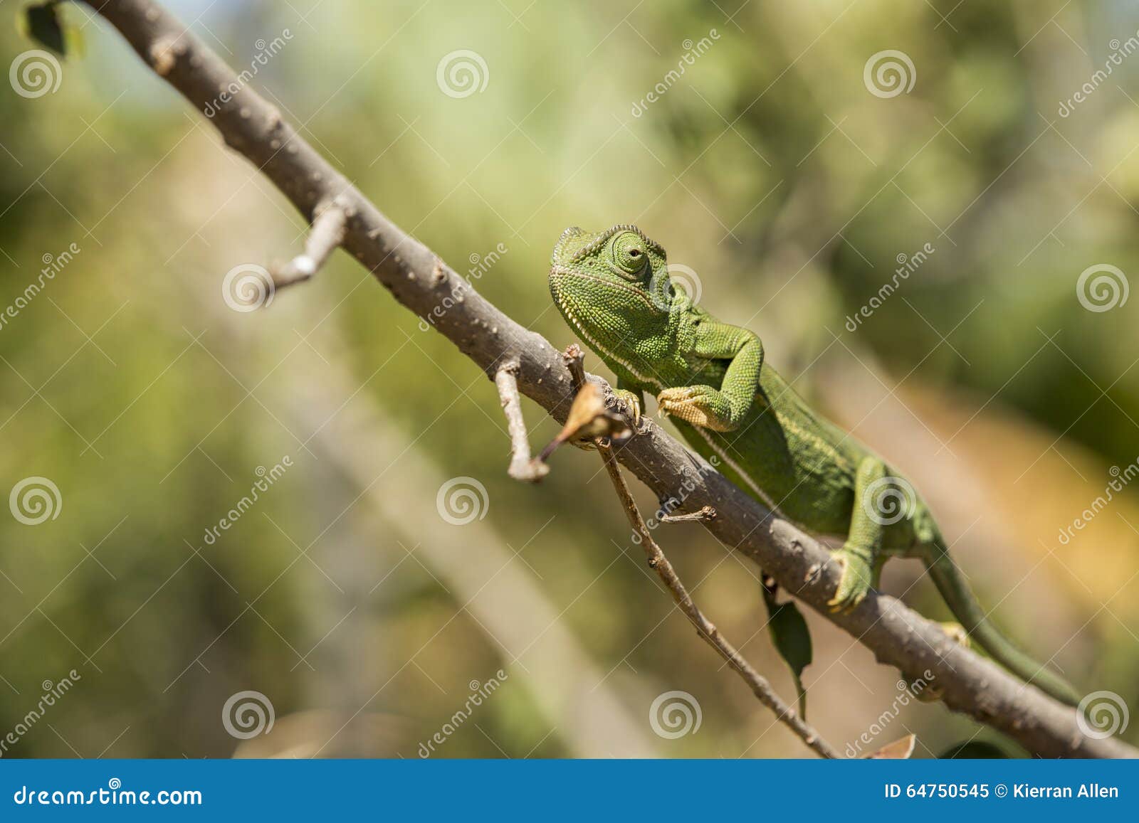 A Chameleon Climbing On The Tree Stock Photo | CartoonDealer.com #149712018