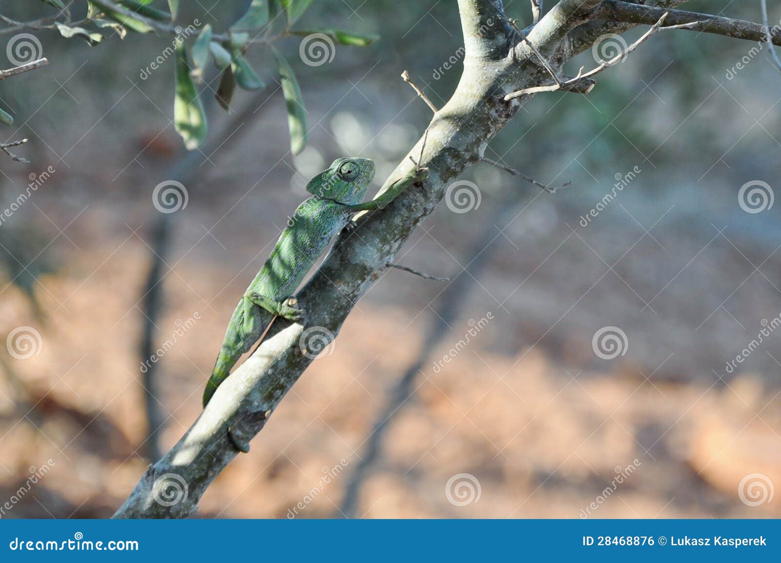 Chameleon climbing tree stock photo. Image of eyes, changing - 28468876