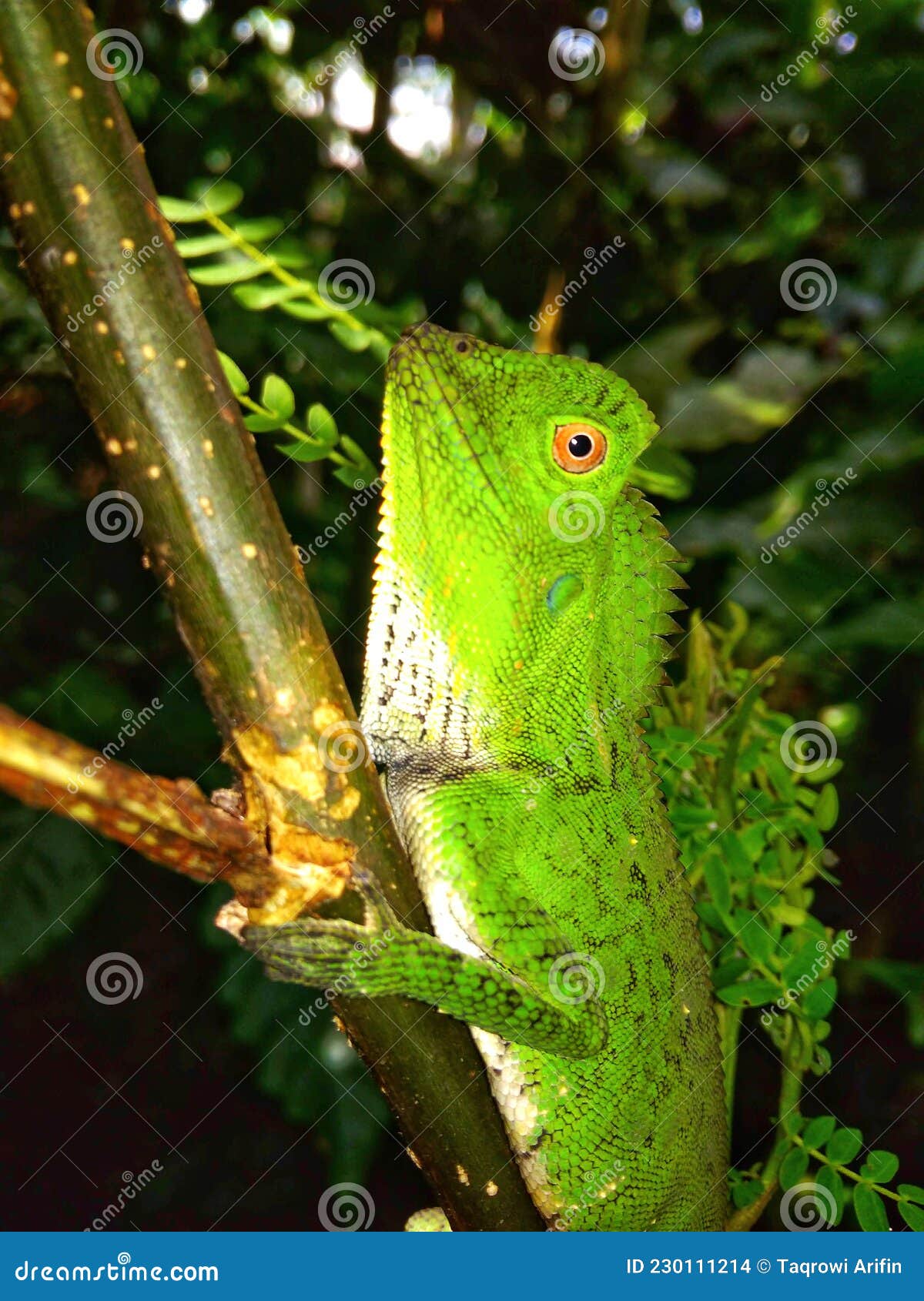 A Chameleon is Climbing a Tree in the Forest Stock Photo - Image of ...