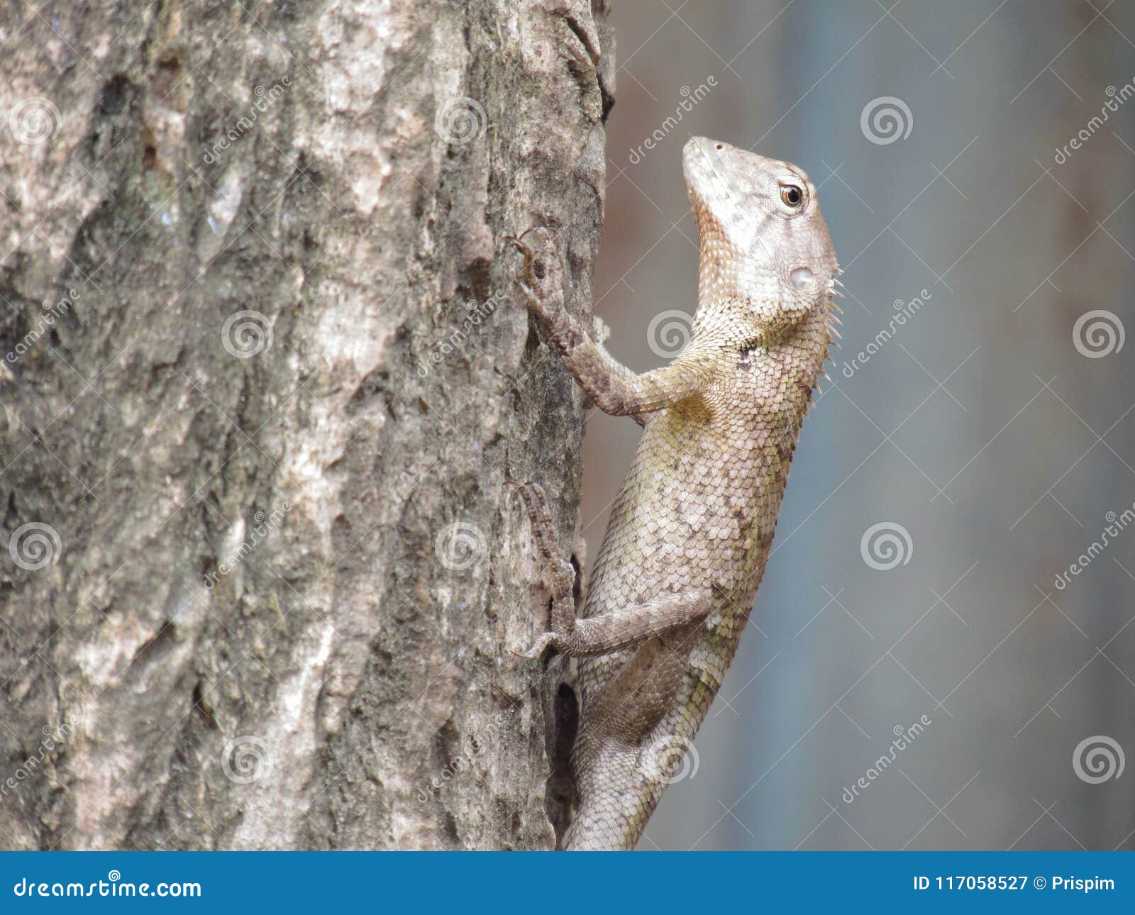 The Chameleon Climbing on Tree in the Garden. Stock Image - Image of ...