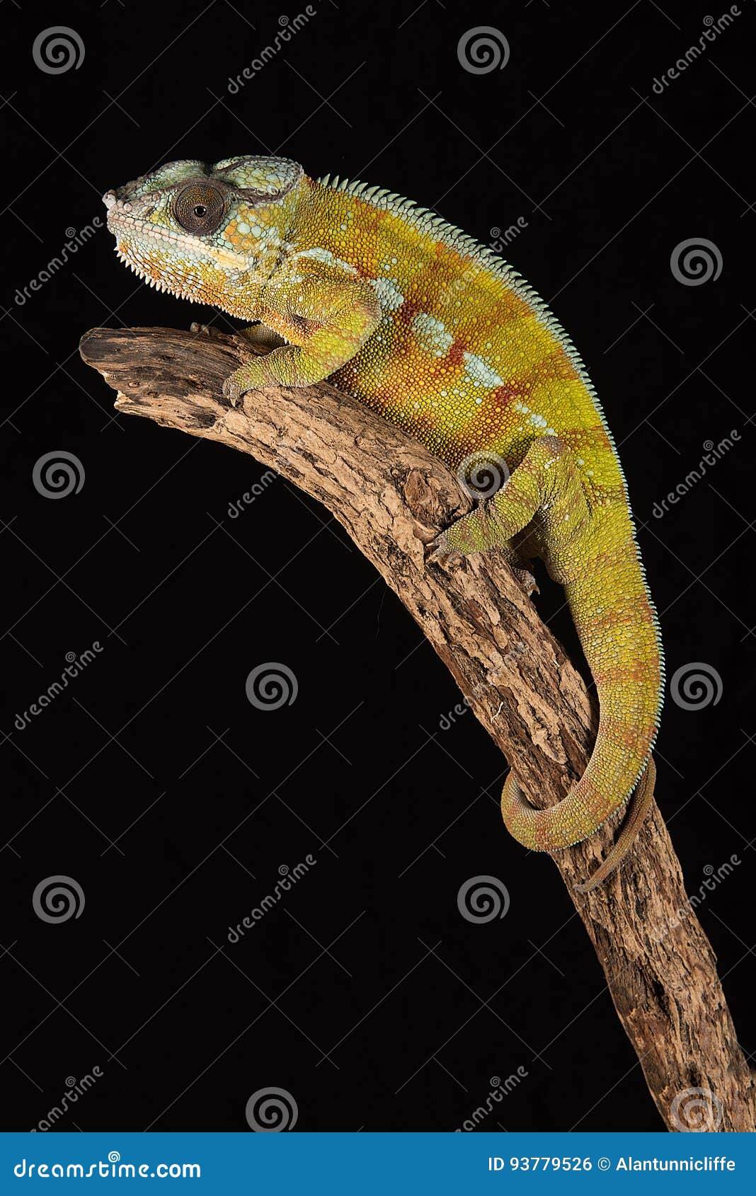 Chameleon stock photo. Image of chamaeleo, close, natural - 93779526