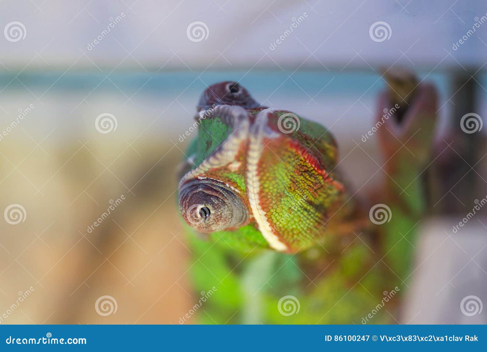 Chameleon close view stock image. Image of eyes, exotic - 86100247