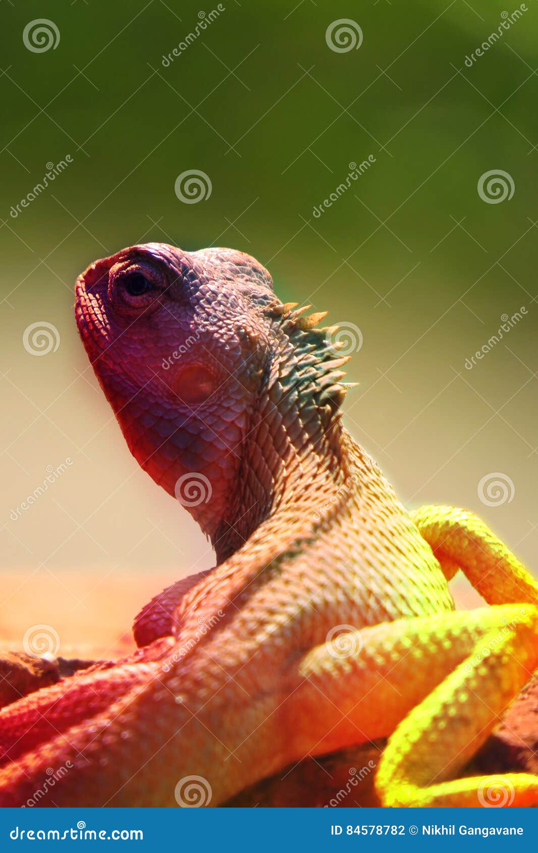 Chameleon Colors stock photo. Image of animal, nature - 84578782