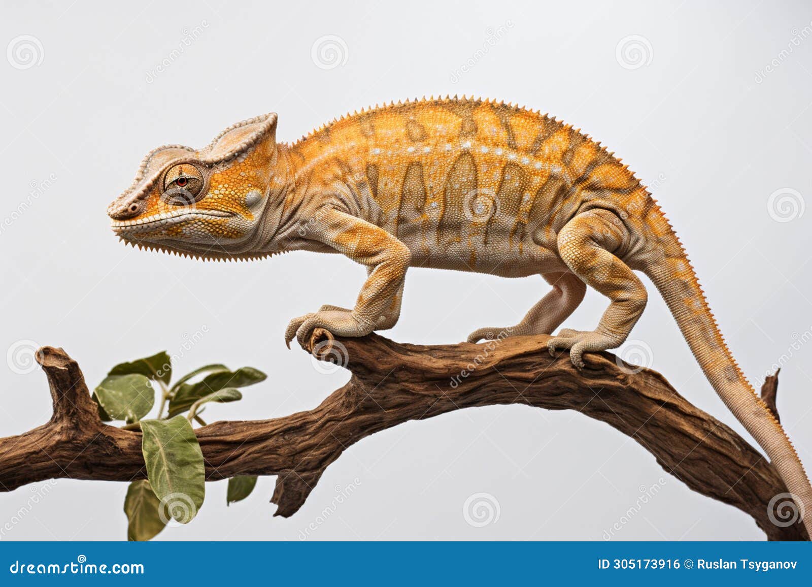 Chameleon Crawling Along a Tree Branch Stock Illustration ...