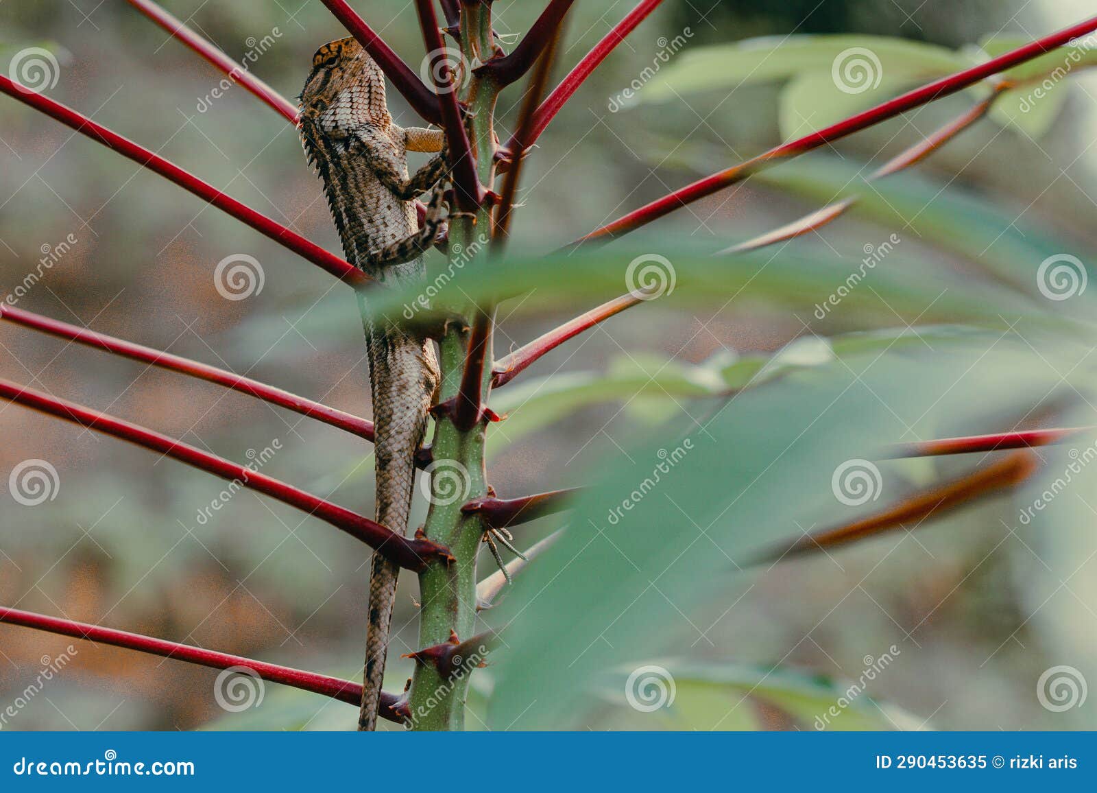 A Chameleon Crawling between the Branches of a Cassava Tree Stock Image ...