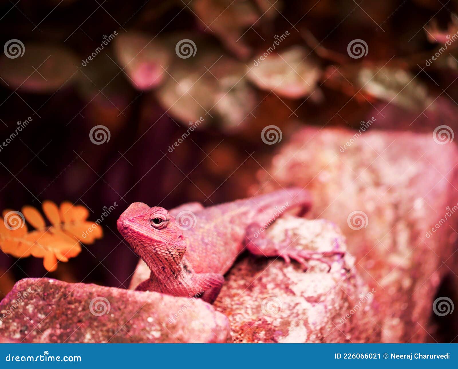 Chameleon Creature Sitting upon Brick Structure Stock Image - Image of ...
