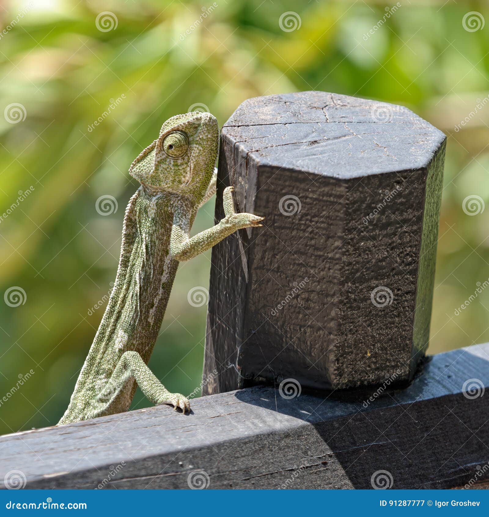 Chameleon creep on a fence stock image. Image of character - 91287777