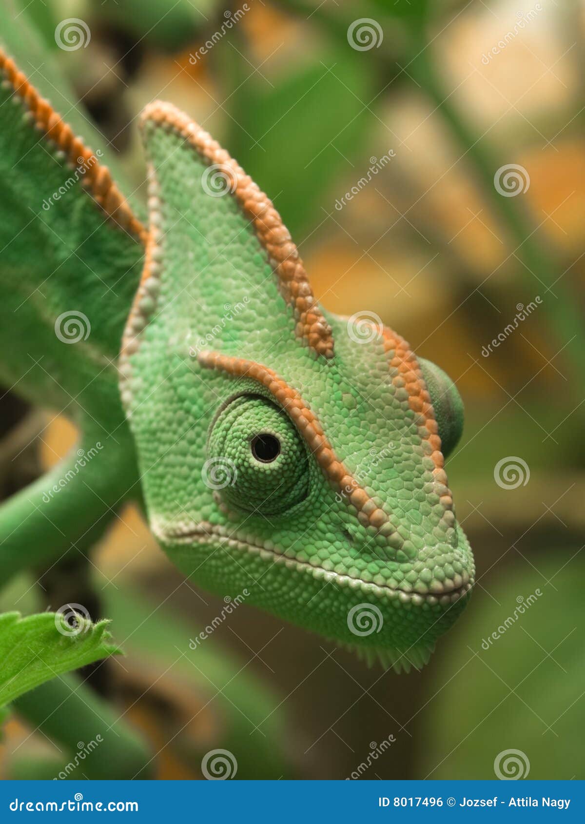 Chameleon del Yemen fotografia stock. Immagine di occhio - 8017496