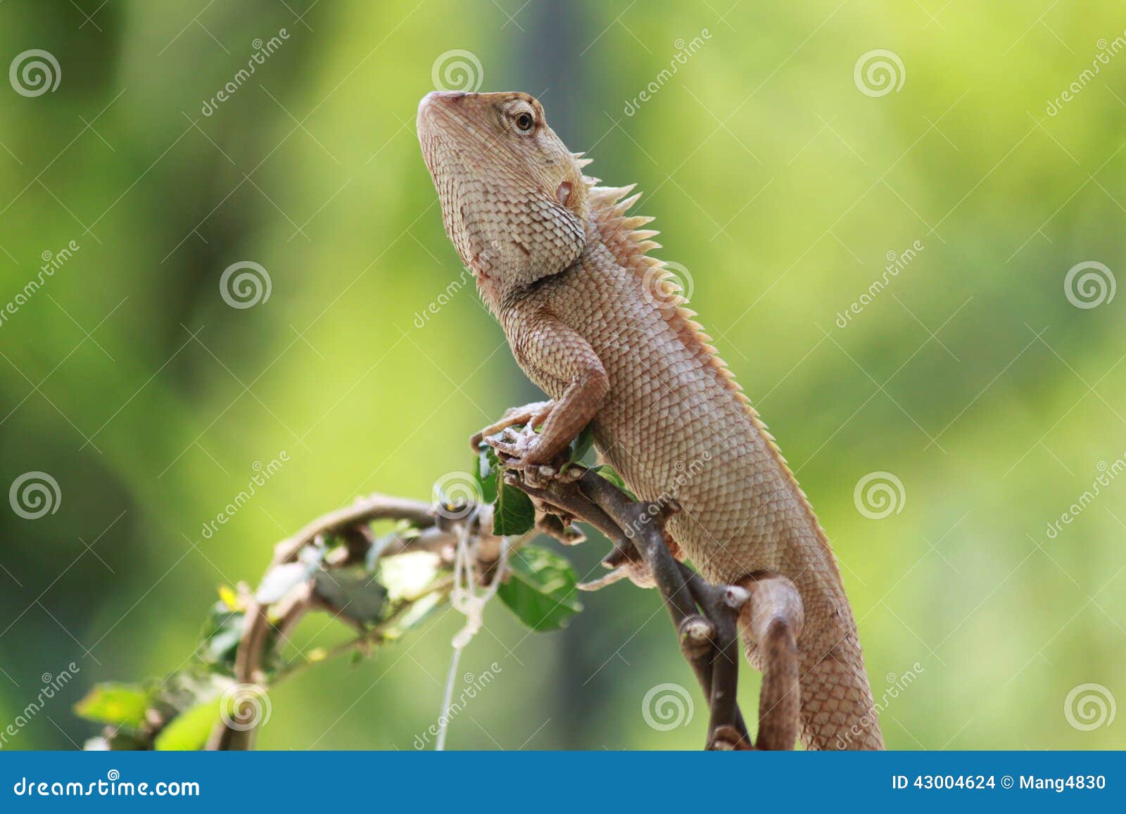 Chameleon, dragon stock photo. Image of animal, dragon - 43004624