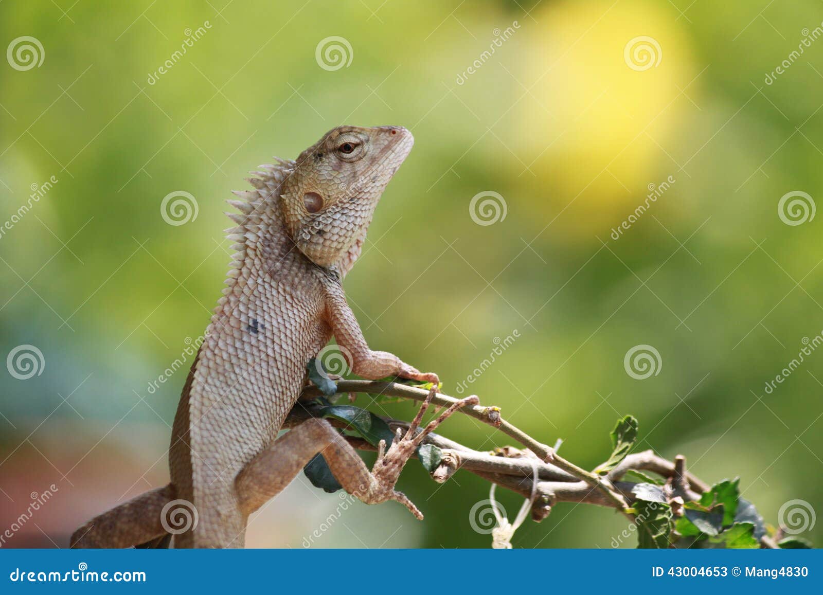 Chameleon, dragon stock image. Image of reptile, climbing - 43004653