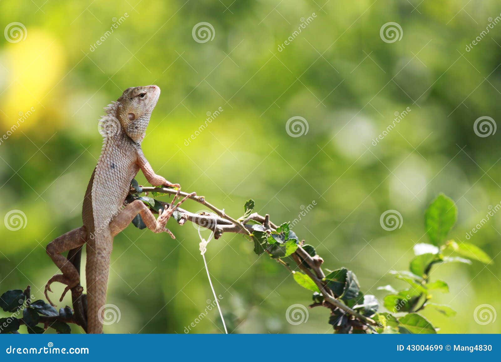Chameleon, dragon stock image. Image of wildlife, iguana - 43004699