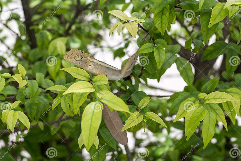 Chameleon dragon stock photo. Image of galliwasp, color - 77373330