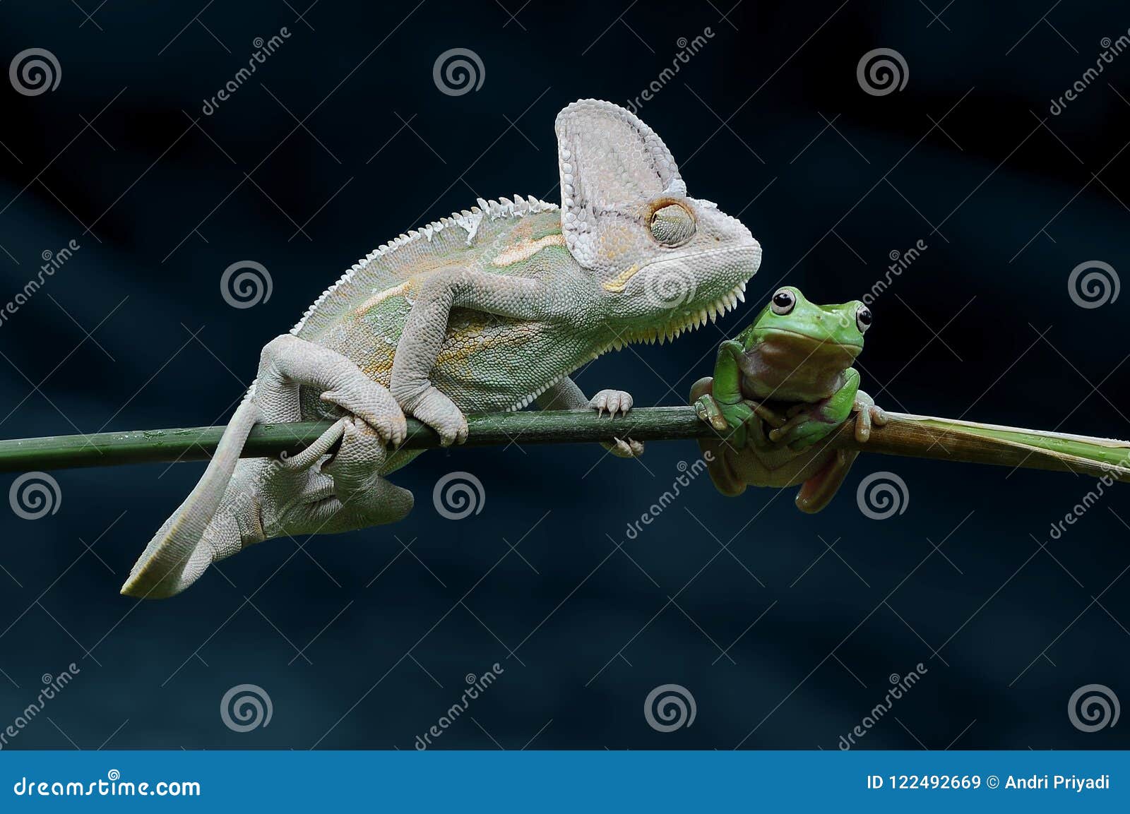 Chameleon with Dumpy Frog, Frog, Tree Frog, Stock Image - Image of ...