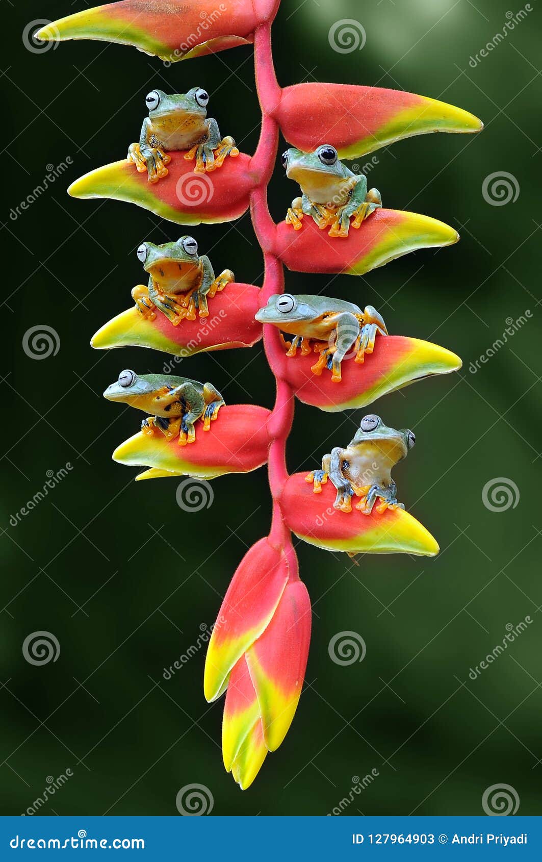 Chameleon with Dumpy Frog, Frog, Tree Frog, Stock Image - Image of ...