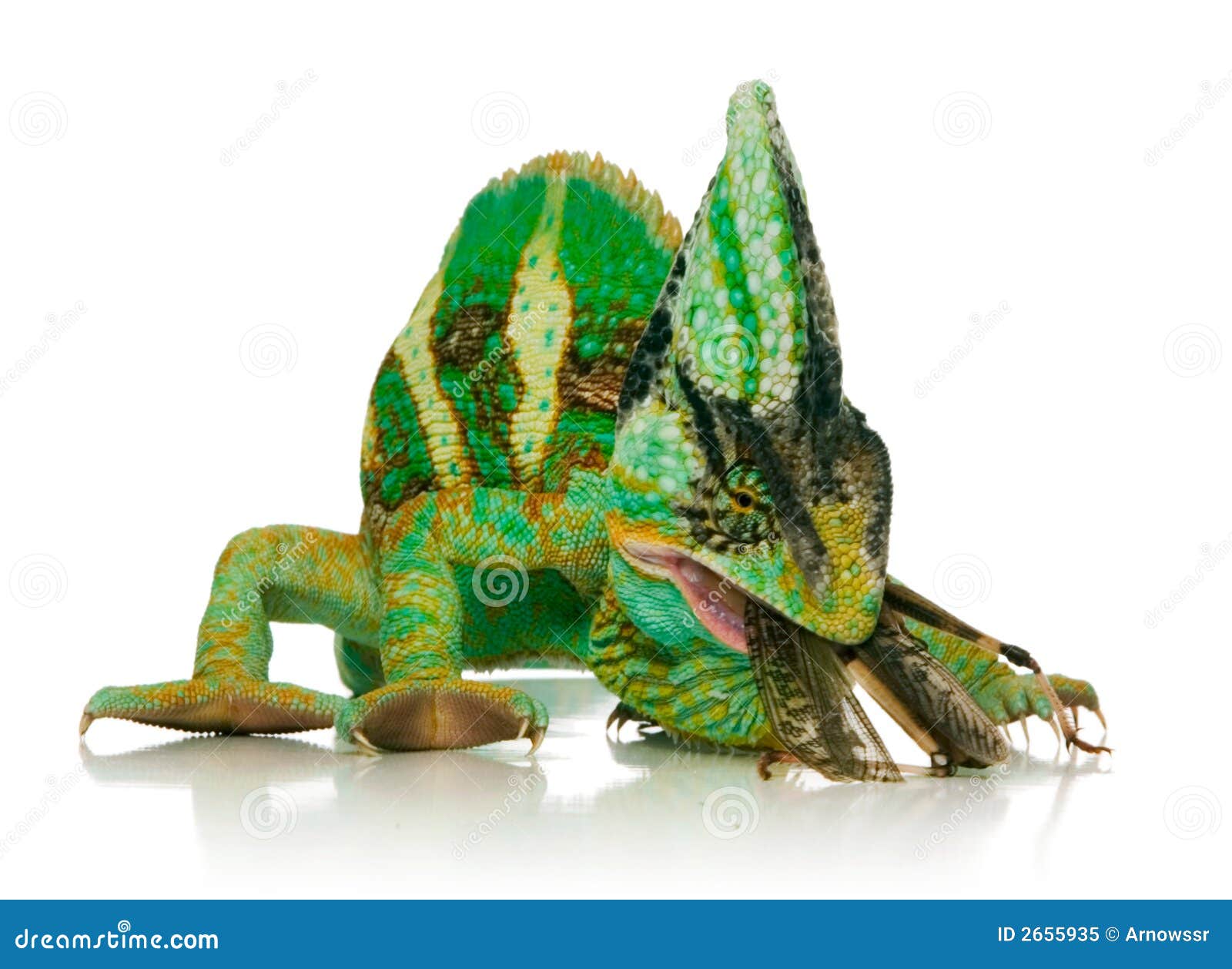 162 Lizard Eating Cricket Stock Photos - Free & Royalty-Free Stock ...