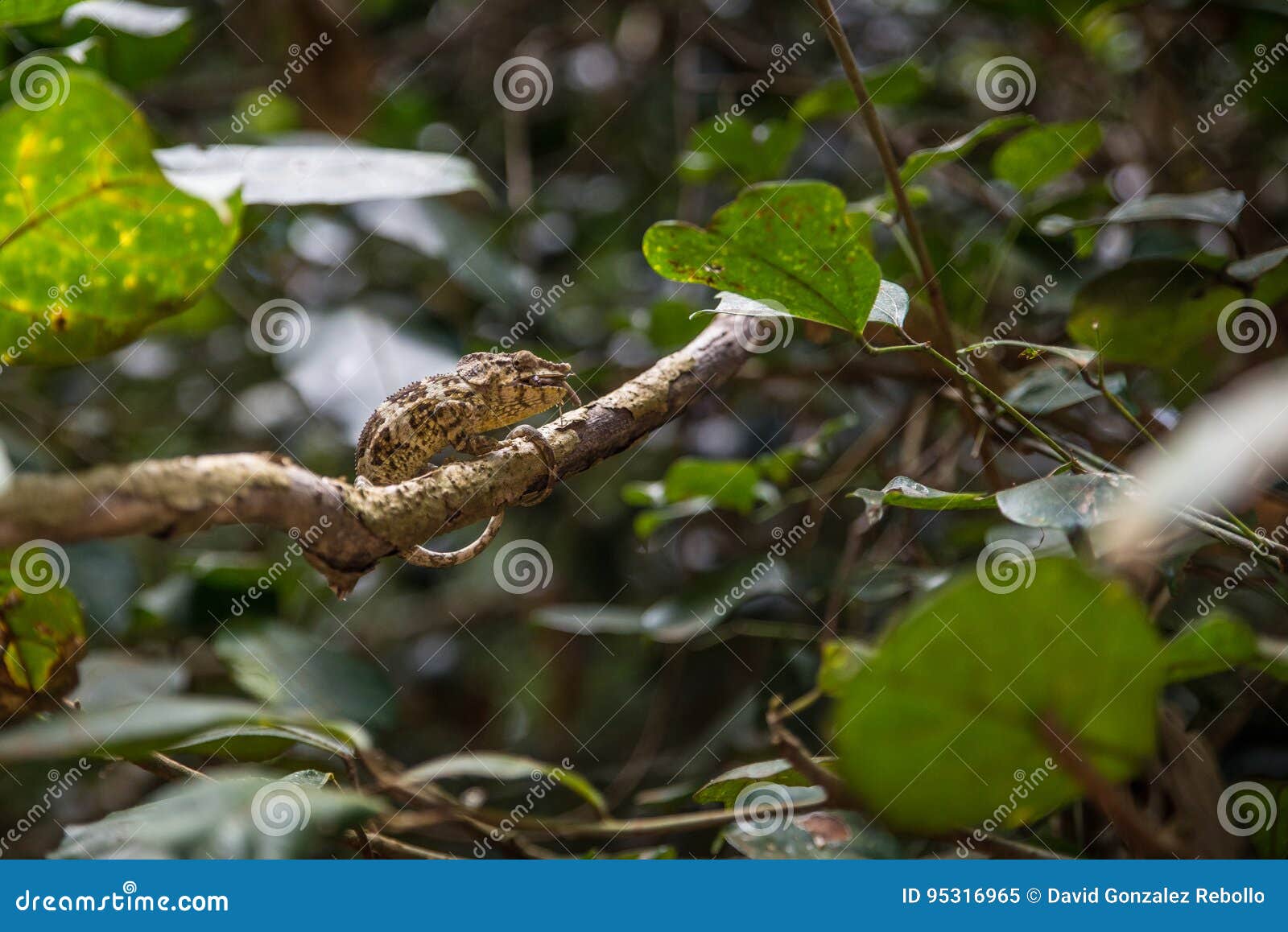Chameleon Eating an Insect in a Tree Stock Image - Image of colors ...