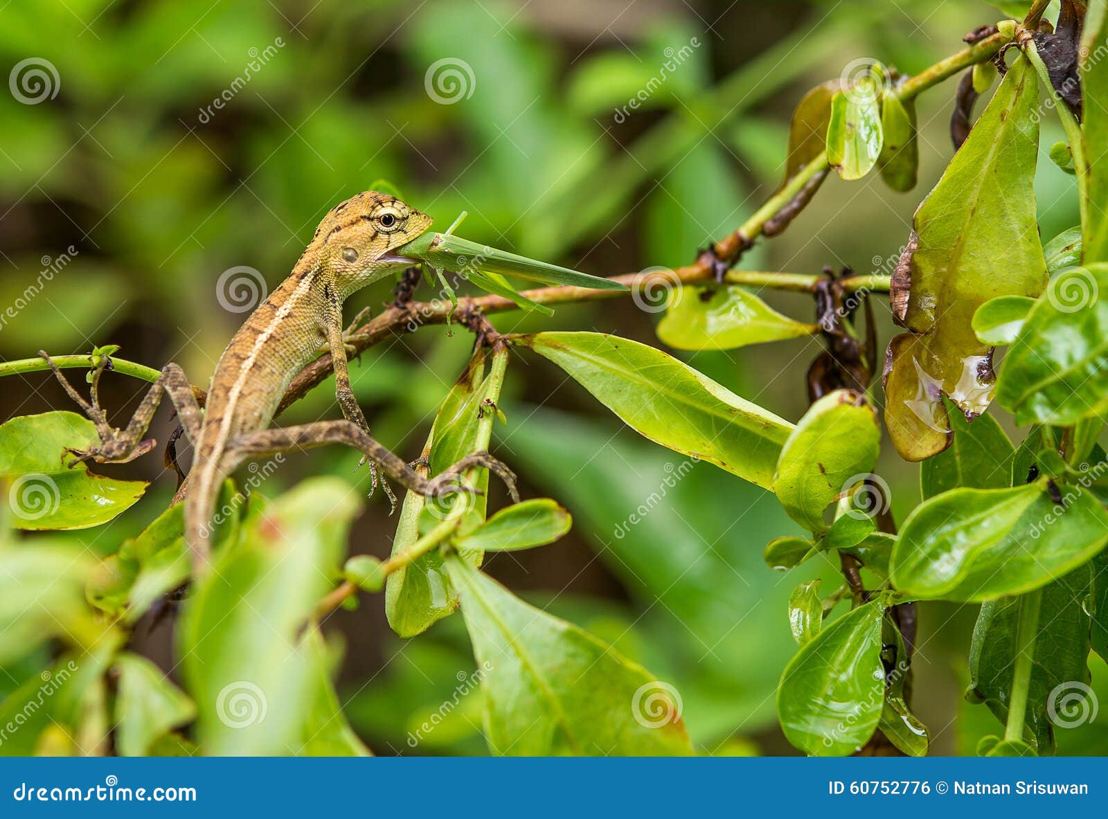 Chameleon eating locusts. stock photo. Image of lizard - 60752776