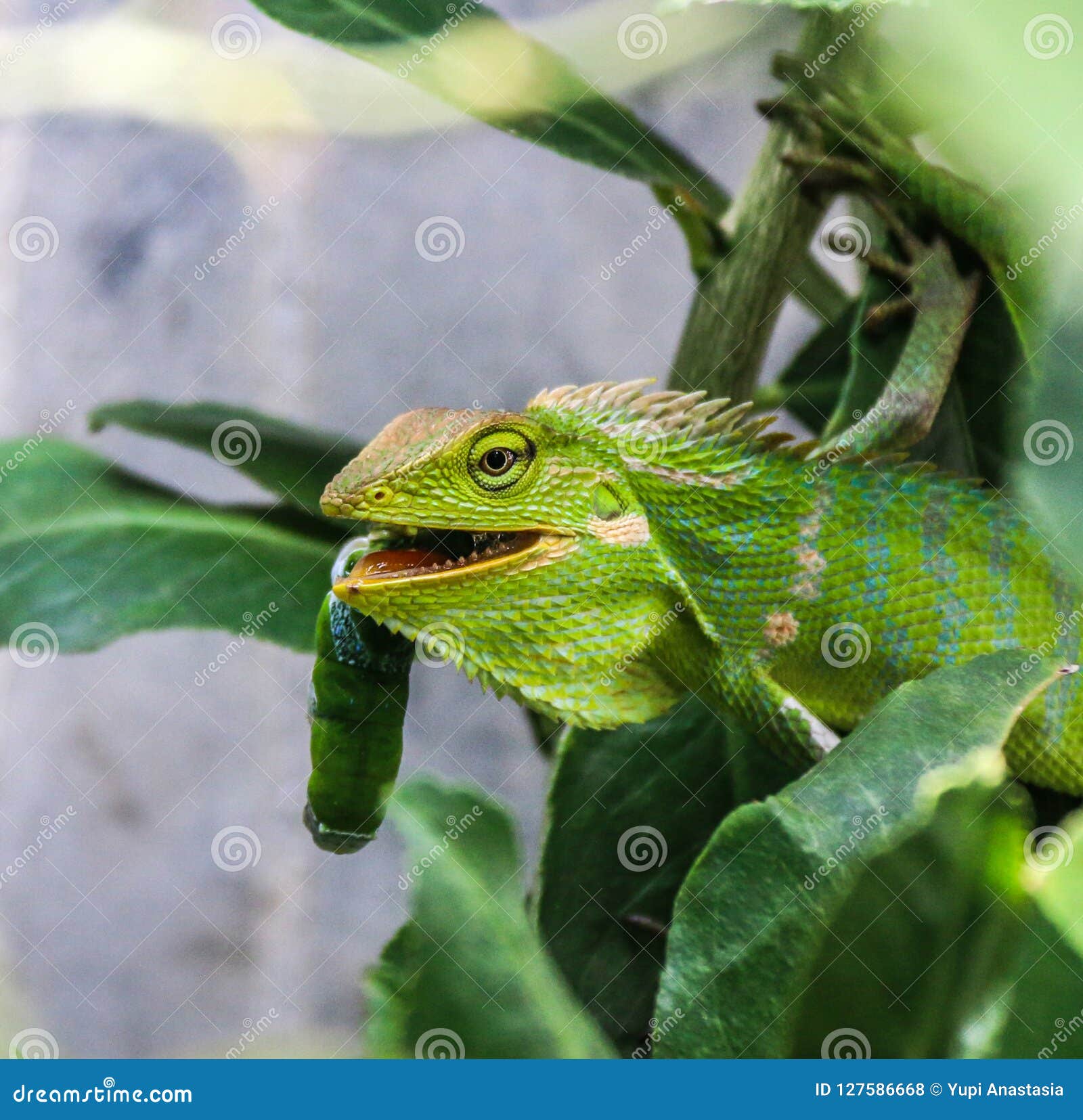 Chameleon stock photo. Image of nature, worm, wildlife - 127586668