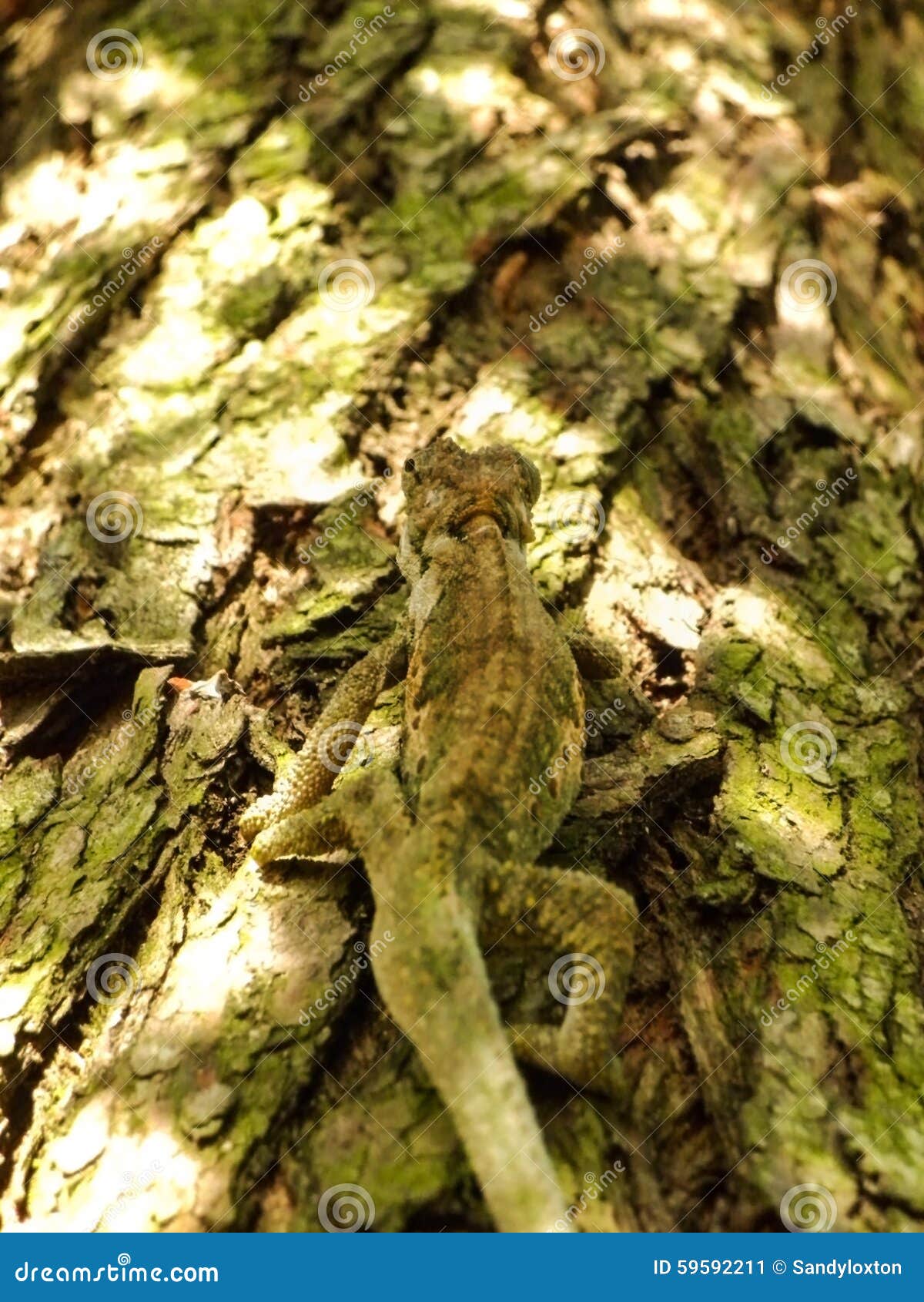 Chameleon escape stock image. Image of chameleon, african - 59592211