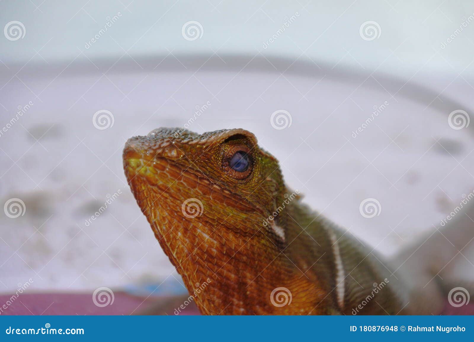 Chameleon with a Ferocious Expression Stock Photo - Image of animal ...