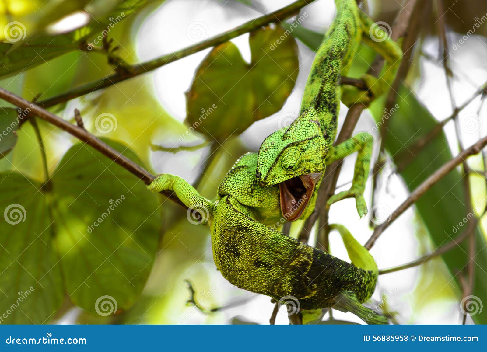 Chameleon fight stock photo. Image of chameleon, bright - 56885958