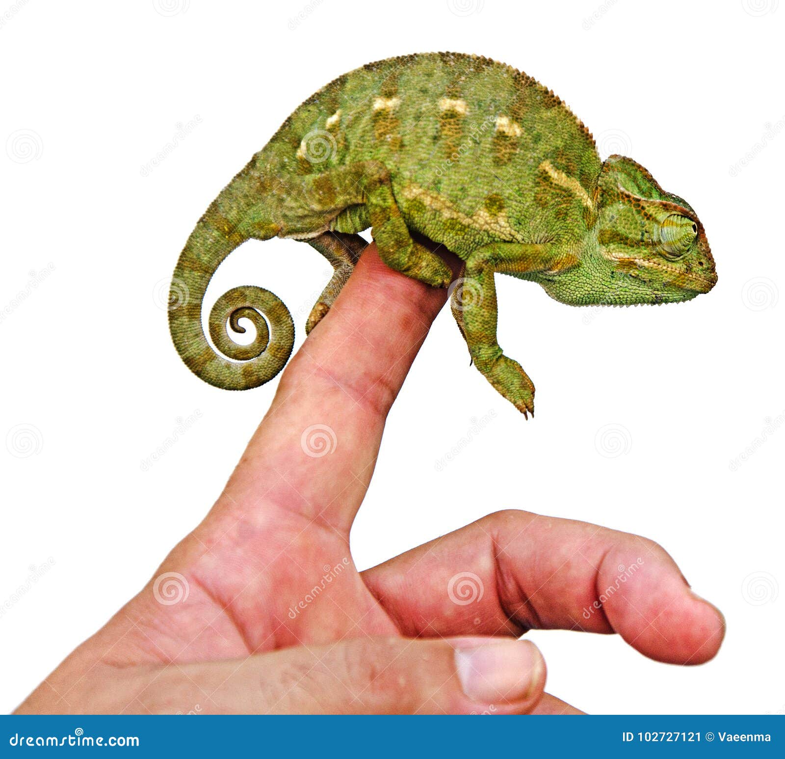 Chameleon on finger stock image. Image of reptilia, twig - 102727121