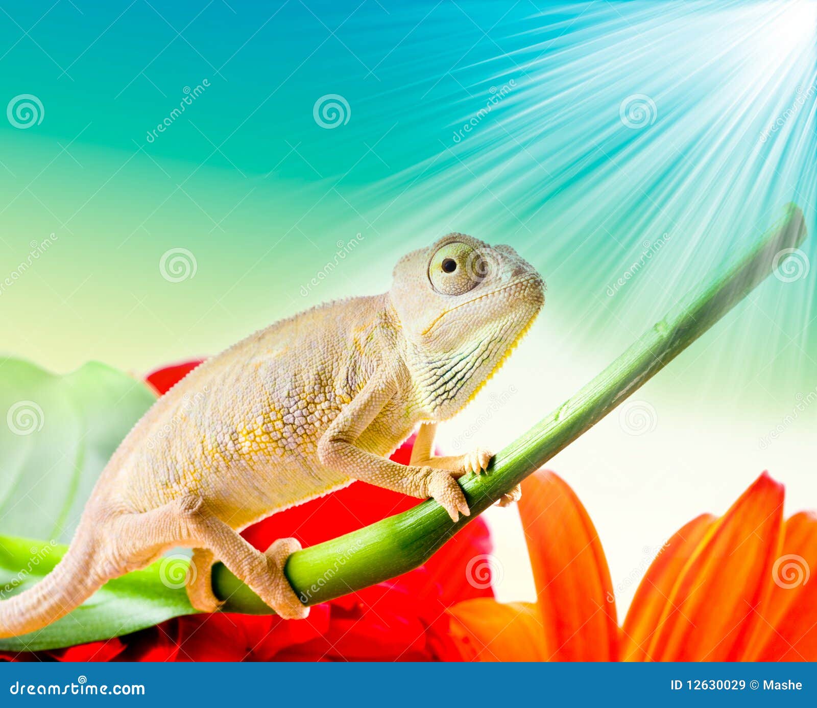 Chameleon on flower stock image. Image of isolated, life - 12630029