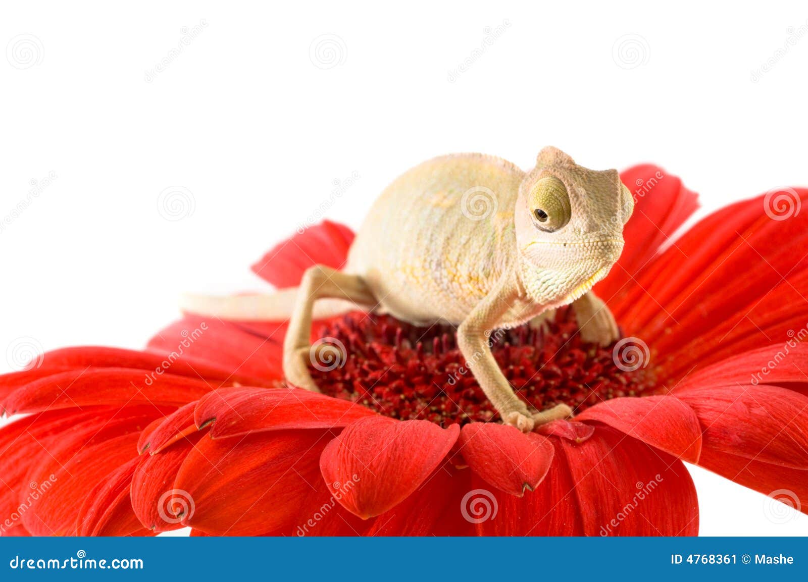 Chameleon on flower. stock image. Image of animal, branch - 4768361