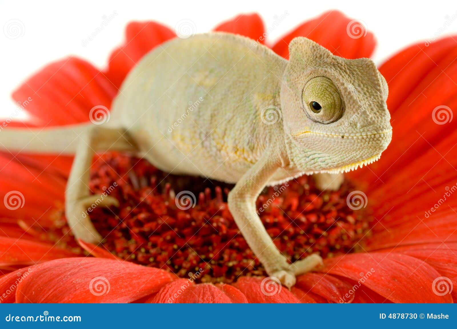 Chameleon on flower. stock photo. Image of macro, freshness - 4878730