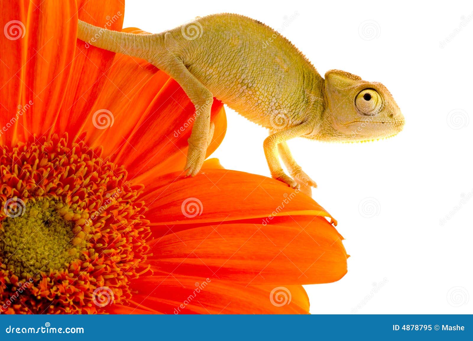 Chameleon on flower. stock image. Image of blossom, growth - 4878795