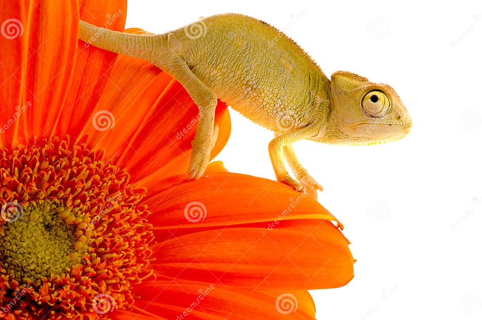 Chameleon on flower. stock image. Image of blossom, growth - 4878795
