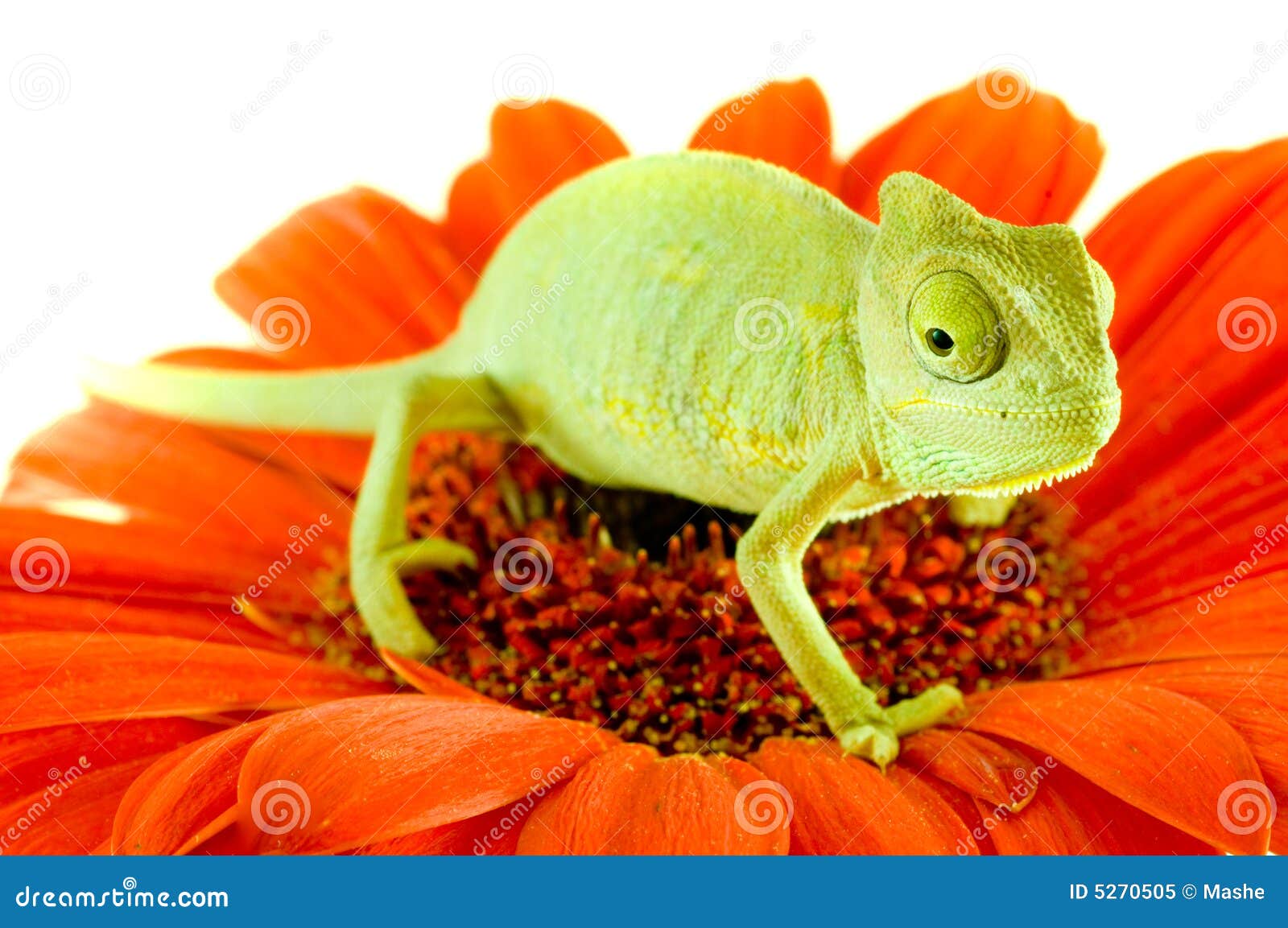 Chameleon on flower. stock image. Image of cameleon, beautiful - 5270505