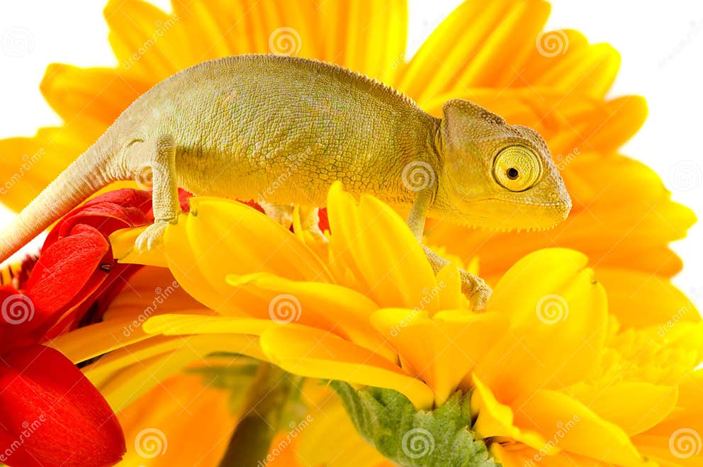 Chameleon on flower stock image. Image of plant, herp - 5273101