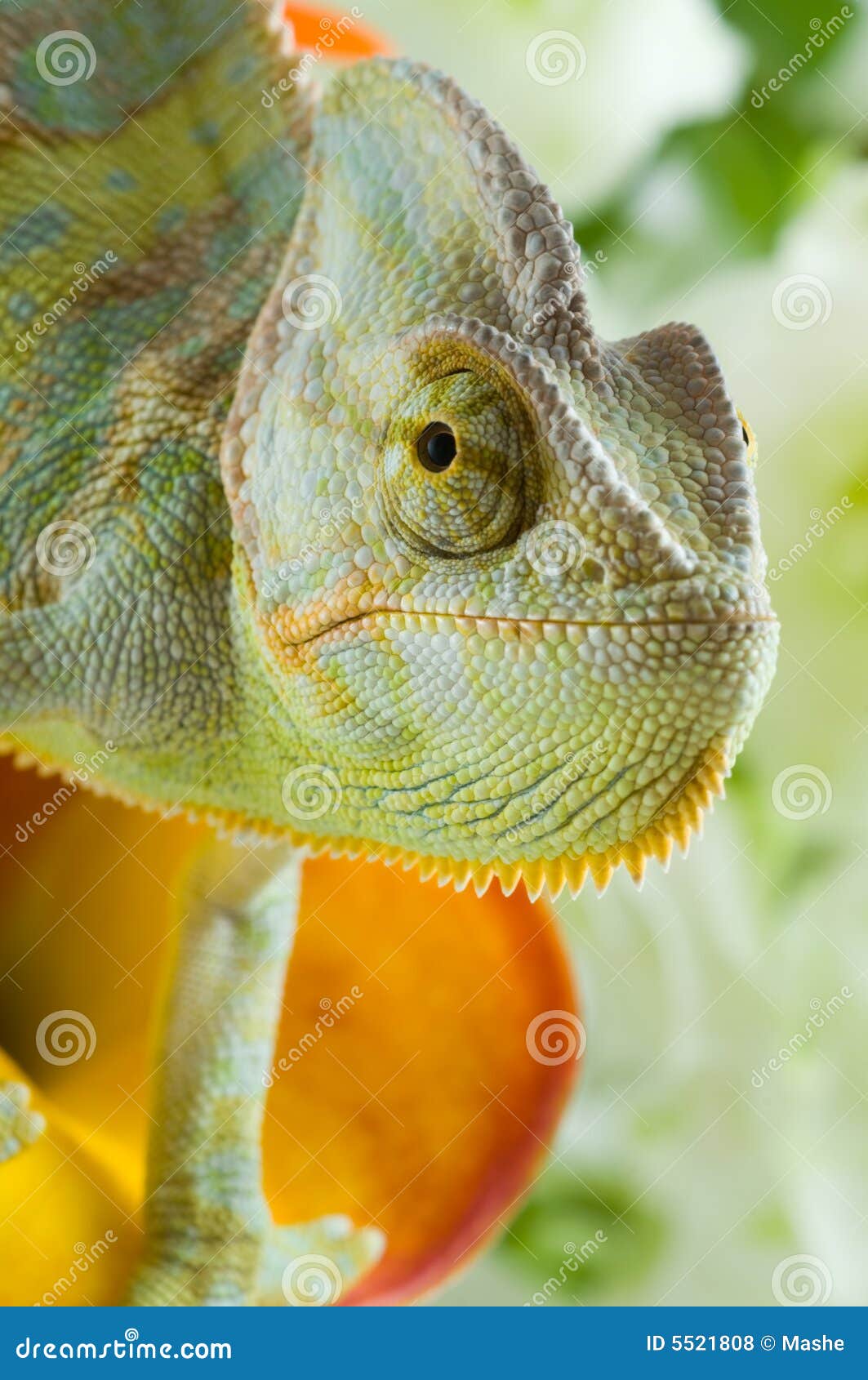 Chameleon on flower stock photo. Image of emotional, botany - 5521808