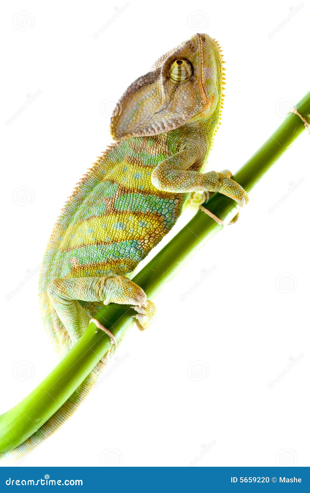 Chameleon on flower stock photo. Image of plant, life - 5659220