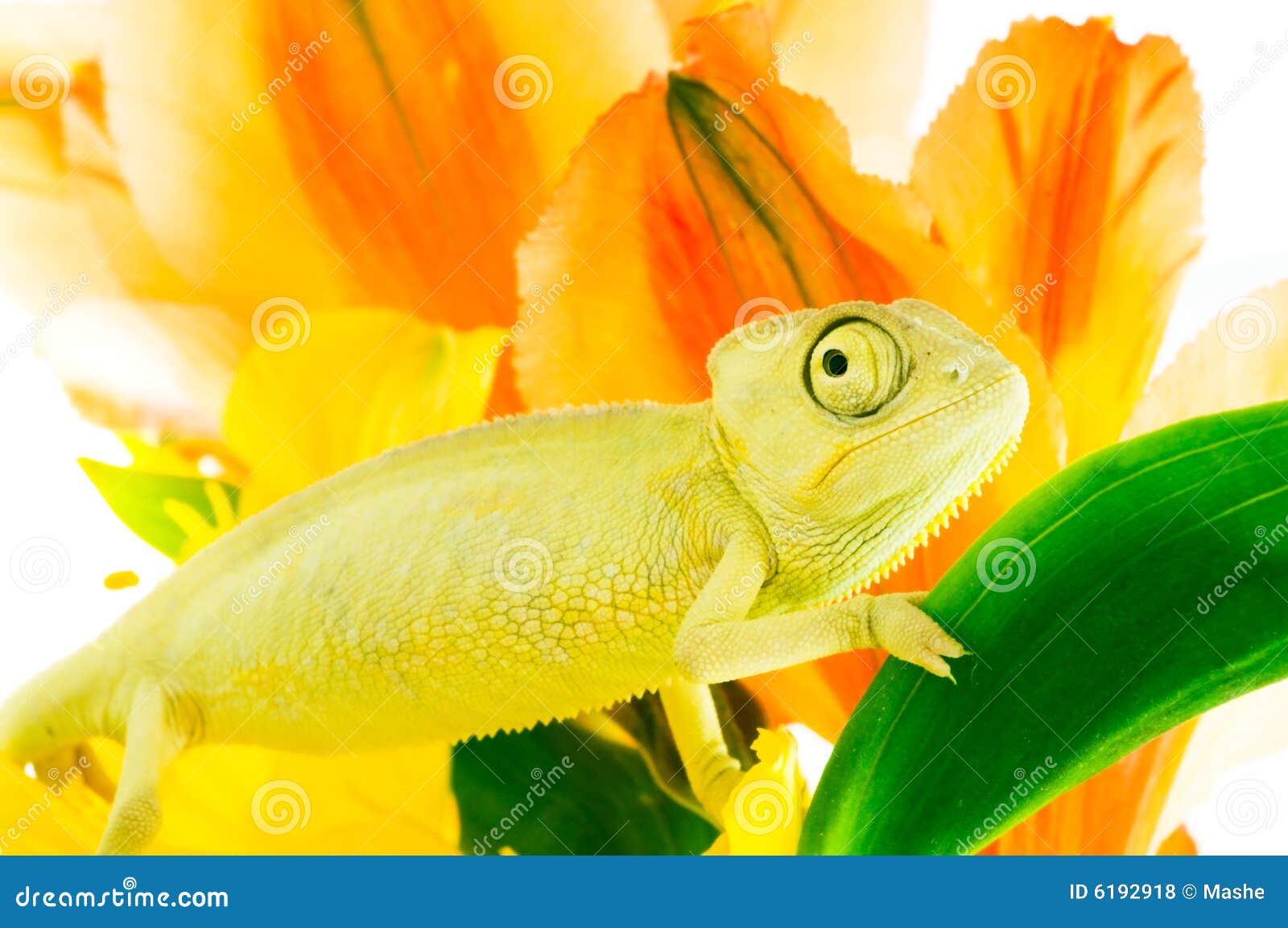 Chameleon on flower. stock photo. Image of purity, pigment - 6192918