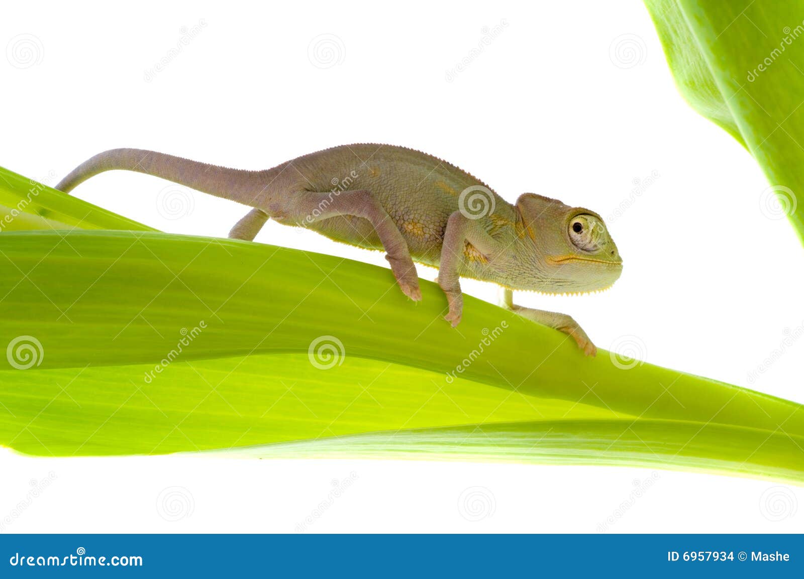 Chameleon on flower stock photo. Image of fresh, arboricole - 6957934