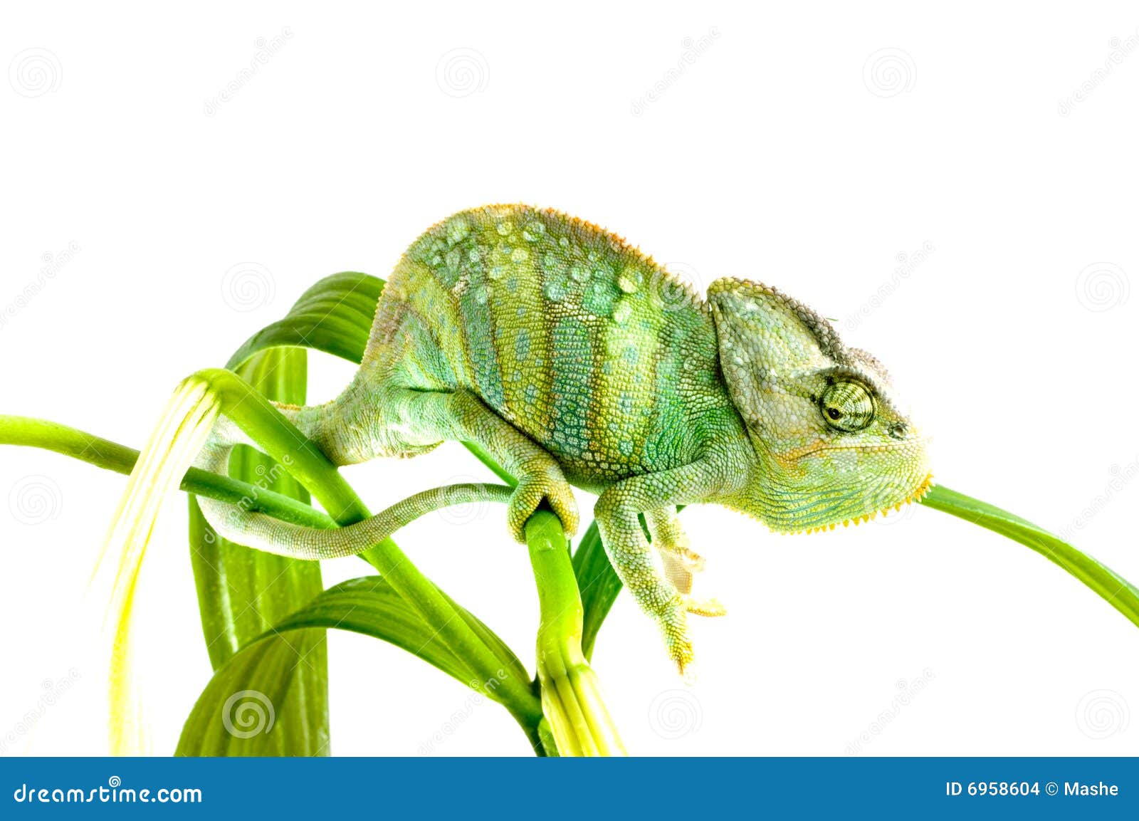 Chameleon on flower. stock photo. Image of gerbera, petal - 6958604